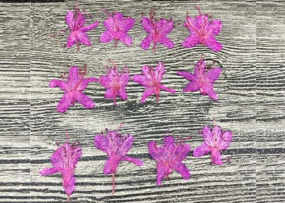 Azaleas Green Dried Flowers , Flat Dried Flowers For DIY Home Arrangement