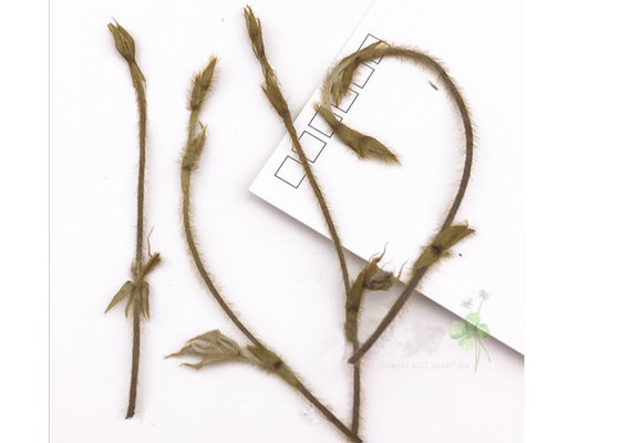 Original Wild Grass Weed Large Pressed Flowers For Aroma Wax Candles