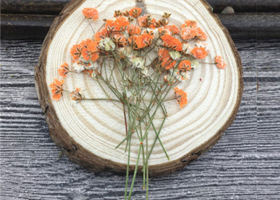 DIY Handmade Long Dried Flowers , Babys Breath Materials Real Dried Flowers