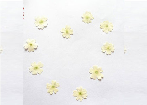Class A Blue Verbena Small Dried Flowers Raw Material For Nail Beauty