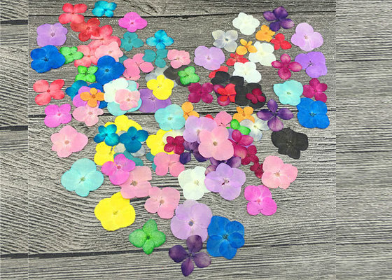 Small Hydrangea Pressed Flowers Diameter 1.5CM For Art Paper Ornaments Material