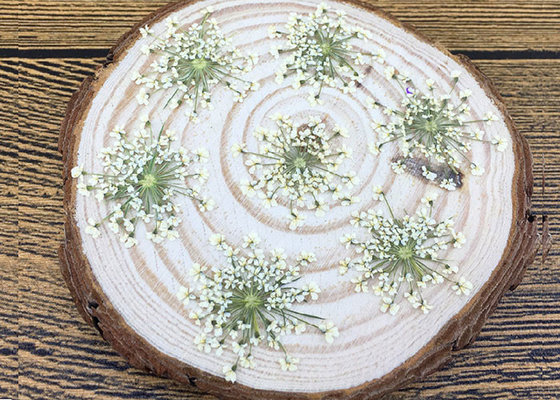 Raw Material Small Dried Blue Flowers / Lace Flowers For Glass Decoration