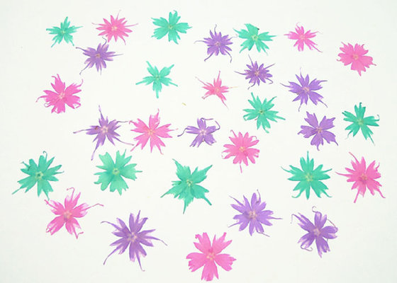 Star Shape Phlox Small Dried Flowers 100Pcs Specimens Material For Nail Ornaments