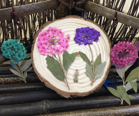 Eternal Small Dried Flowers Specimens Material For Kindergarten Teaching Props