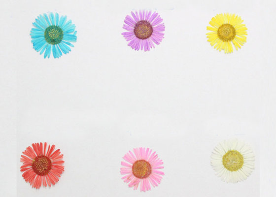Needle Chrysanthemum Small Dried Flowers 6 Different Colors For Epoxy Handsets / Postcards