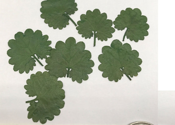 Green Coffin Leaves Small Dried Flowers Diameter 2CM For Handsets Beauty