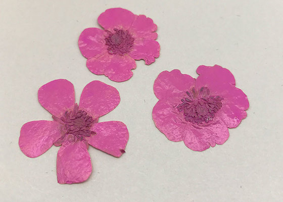 Pink Color Small Dried Flowers Buttercup For Nail / Postcard Decoration