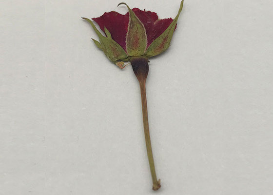 Rose Bud Small Dried Flowers 1.5CM Head Raw Material For Candle Beauty
