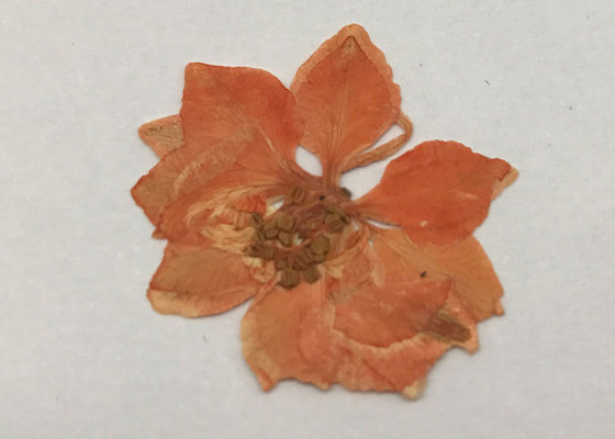 Dye Dried Larkspur Flowers , Grade A Dried Orange Blossom Flowers For Nails Art
