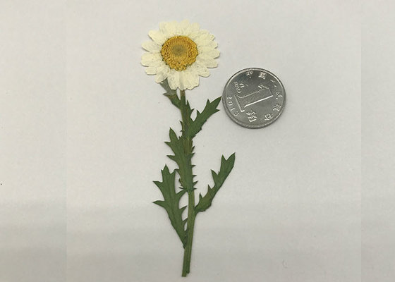 Chrysanthemum Small Preserving Dried Flowers For DIY Handcrafts Raw Materials