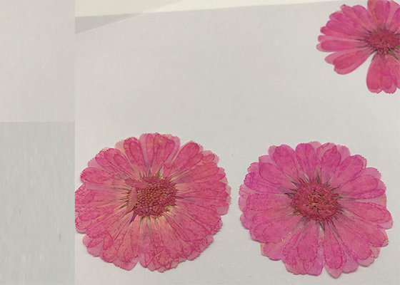 Home Decoration Dried Calendula Flowers , Dried Pink Flowers For Wall Painting