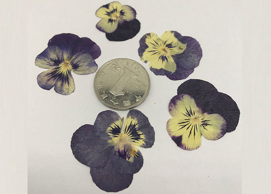 Garden Pansy Small Dried Flowers 2.5CM Purple Color For Wall Painting Raw Materials