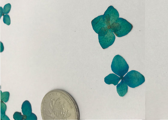 Dye Blue Pressed Flowers , Drying Hydrangea Flowers For Nail / Art Paper Decor