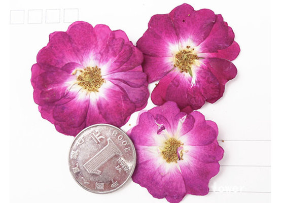 Diameter 3.5CM Red Dried Flowers , Dry Rose Flower For Valentines Day Party