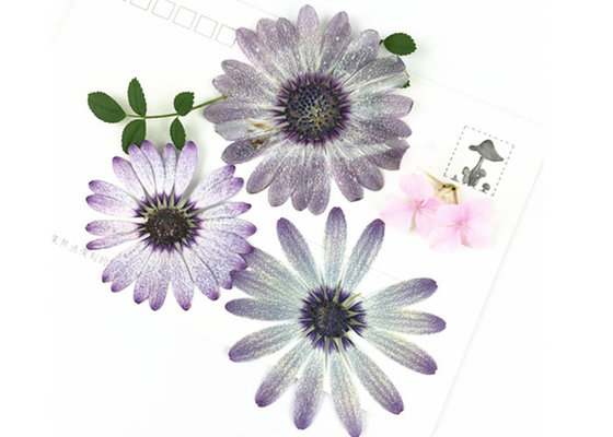 Diameter 5 Cm Dried Marigold Flowers , Dried Purple Flowers For Wedding / Christmas