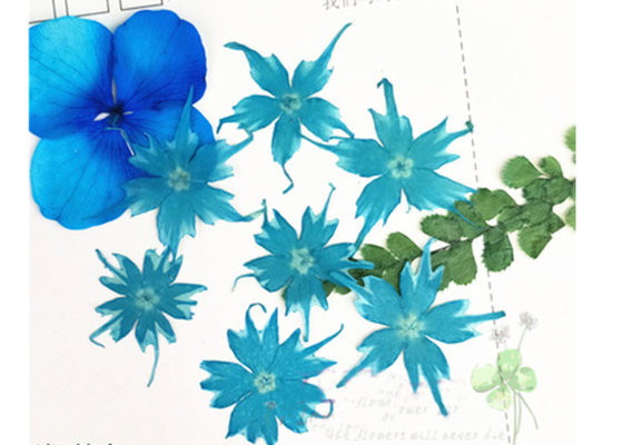 Different Color Phlox Natural Dried Flowers Raw Material For Postcard Decoration