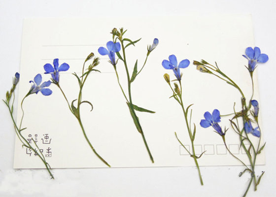 Blue / Purple Lobelia Real Dried Flowers / Dried Wedding Flowers With Stem