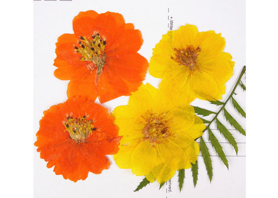 Orange Cosmos Real Dried Flowers Diameter 5CM Natural Plants For Handsets Case