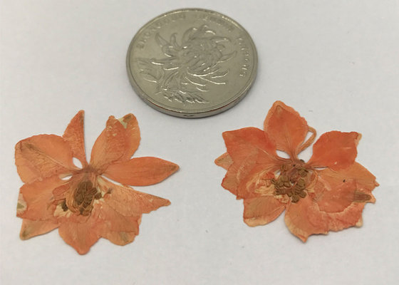 Dye Orange Larkspur Real Dried Flowers Diameter 3CM For Card / Home Decoration