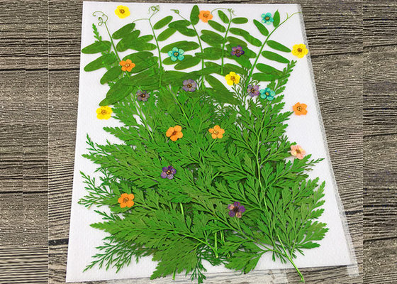 Home Decoration Dried Floral Bouquet , Plant Specimens Dried Wildflower Bouquet
