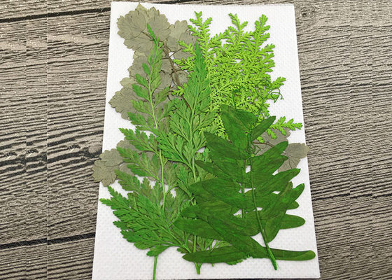 Leaf Combination Dried Wildflower Bouquet For Children 'S Manual Activity
