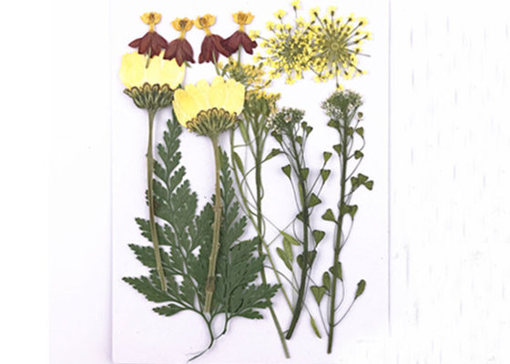 Dried Flower Wedding Bouquet Aromatherapy Candle Wax , Plant Specimens Dried Bridal Bouquet
