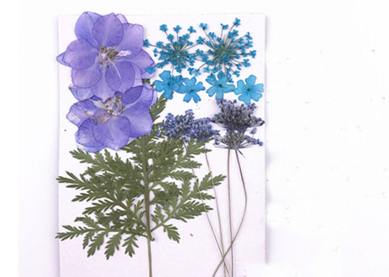 Cell Phone Case Decoration Pressed Flower Bouquet Plant Specimens Mixed Color