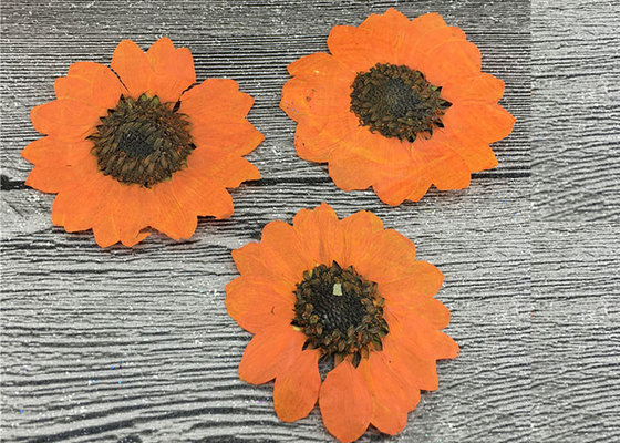 Beautiful Dried Flower Art Sun Flowers Diameter 5 CM For Postcard Handmade