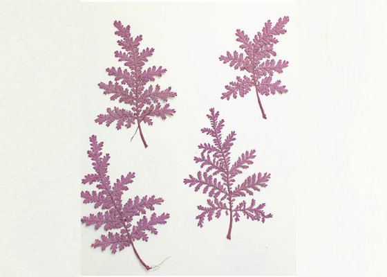 Decorative Pressed Leaves Art , Dried Plant Art For Candle Ornaments