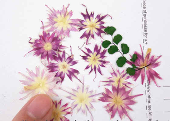 Original Color Dried Marigold Flowers , Pressed Plant Art For Plant Teaching Specimens