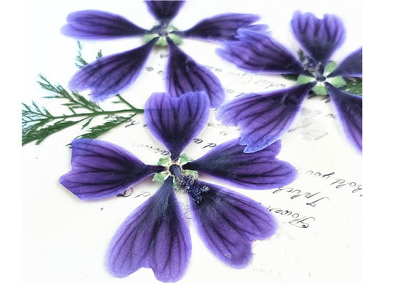 Dark Purple Dried Hollyhock Flowers , Pressed Flower Artwork For Aroma Wax Tablets