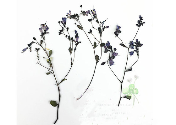 Raw Material Leaf Dried Flower Crafts Colour Optional For Candle Beauty Ornaments