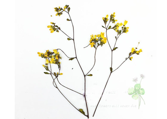 Leaves Dried Flower Petal Crafts Plant Specimens For DIY Crystal Epoxy Phone Case
