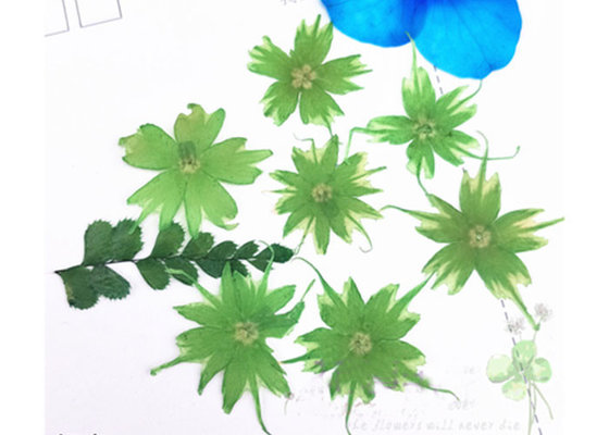 Star Shaped Phlox Dried Flower Petal Crafts For Nail / Gift Card Decoration