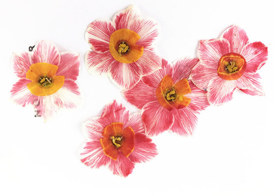 Dye Absorption Narcissus Small Dried Flowers 4CM Diameter For Epoxy Cell Phone