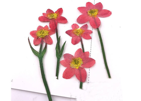 Unique Dried Flower Art Multi Color Teaching Specimens Plants For 3D Art Painting