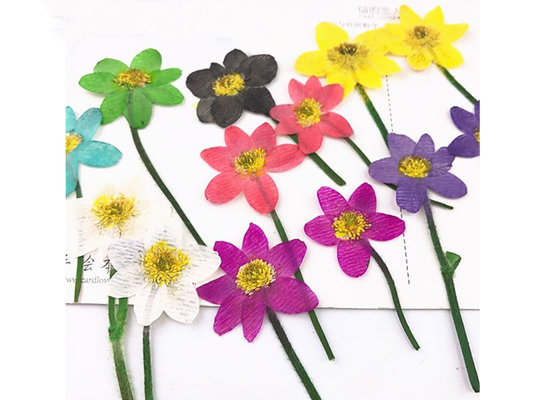 Unique Dried Flower Art Multi Color Teaching Specimens Plants For 3D Art Painting