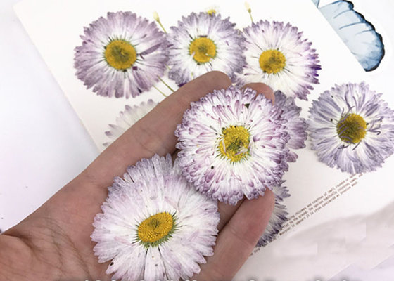 Daisy Large Pressed Flowers , Natural Plant Specimens Flat Dried Flowers