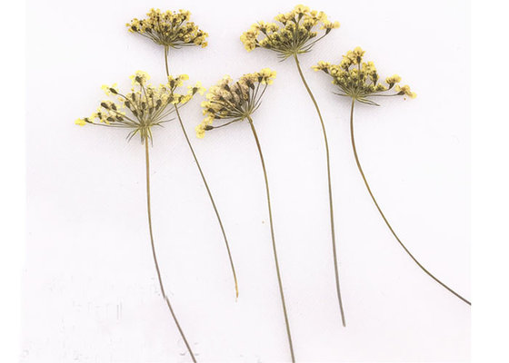 Beautiful Dried Wedding Flowers , Long Dried Flowers Lace Flower With Stem