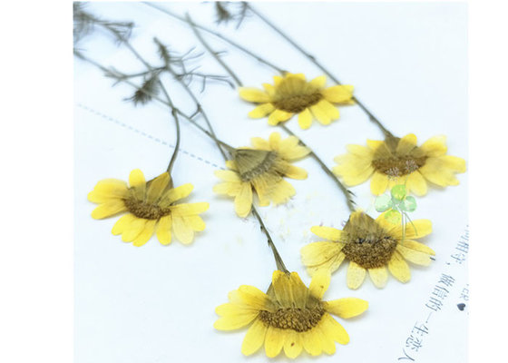 Unique Chrysanthemum Dried Flower With Stem , Dried Flower Art Specimens Plants