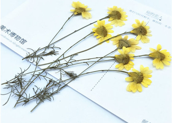 Chrysanthemum DIY Pressed Flowers Specimens Plants For Living Room Decoration