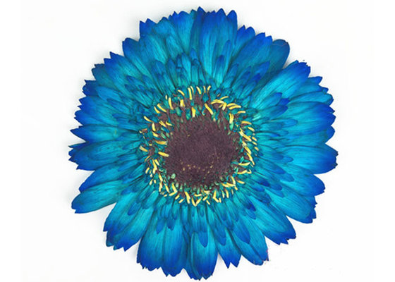 Gerbera Framed Pressed Flowers Plant Material For DIY Parlor Decoration