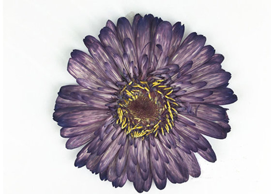 Dye Absorption Gerbera Natural Dried Flowers Plant Material For DIY Parlor Decoration