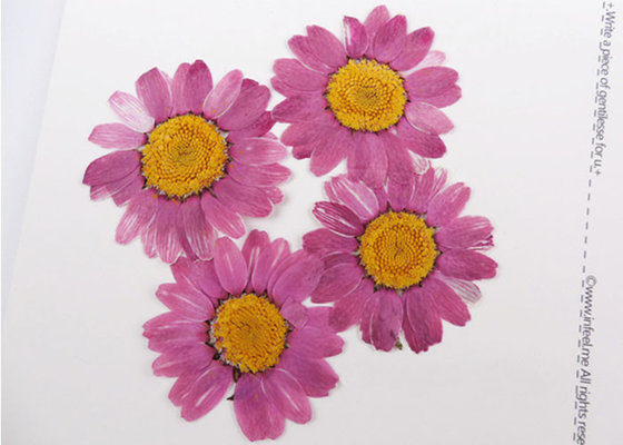 Dye Absorption DIY Pressed Flowers Chrysanthemum For Washroom Decoration