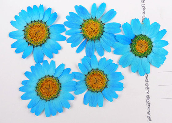 Dye Absorption DIY Pressed Flowers Chrysanthemum For Washroom Decoration