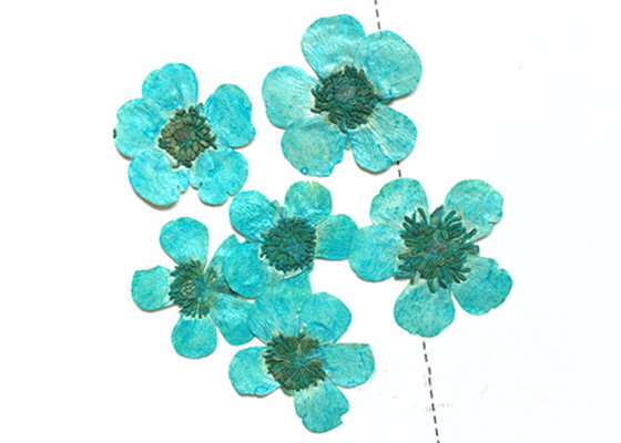 Dye Ranunculus Dried Flower Wall Decor / Pressed Flower Crafts For Adults