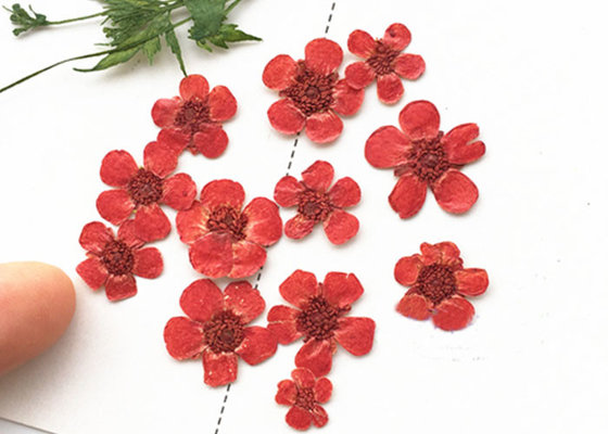 Dye Ranunculus Pressed Flower Art Specimens Plants Epoxy Pressed For New Year Card