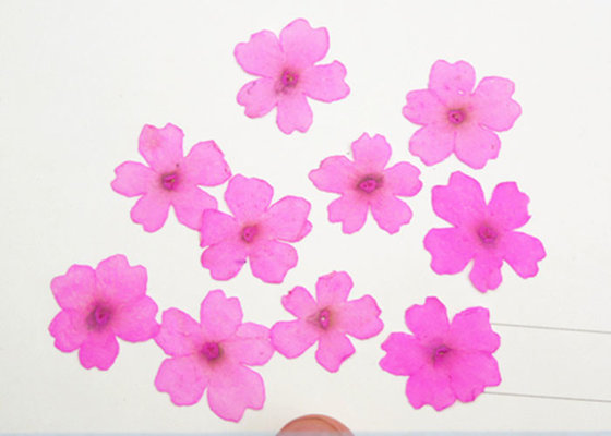 Latest Class A Verbena Dried Flower Gifts , Hanging Dried Flowers For DIY Christmas Card