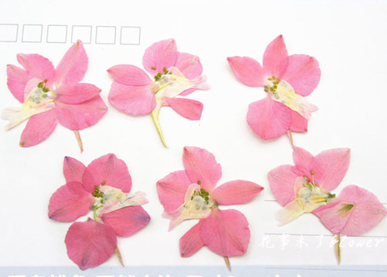 Larkspur Dried Flower Art Gem Necklace Raw Material For DIY Handicraft