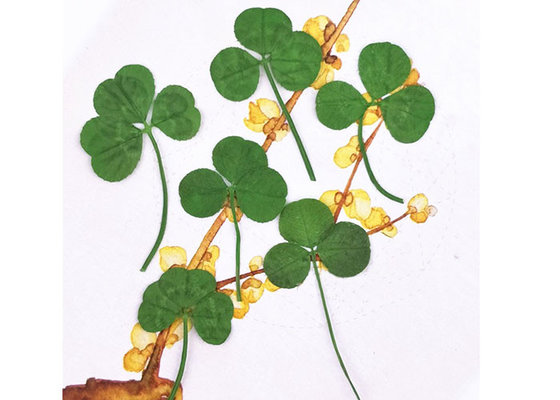 Dye Green Shamrock Dried Flower Arrangements For Gift Card Decoration
